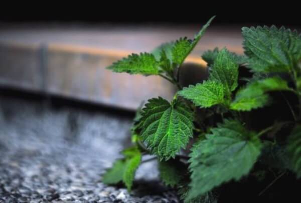 ReCardio for High Blood Pressure - Reviews, Ingredients & Price